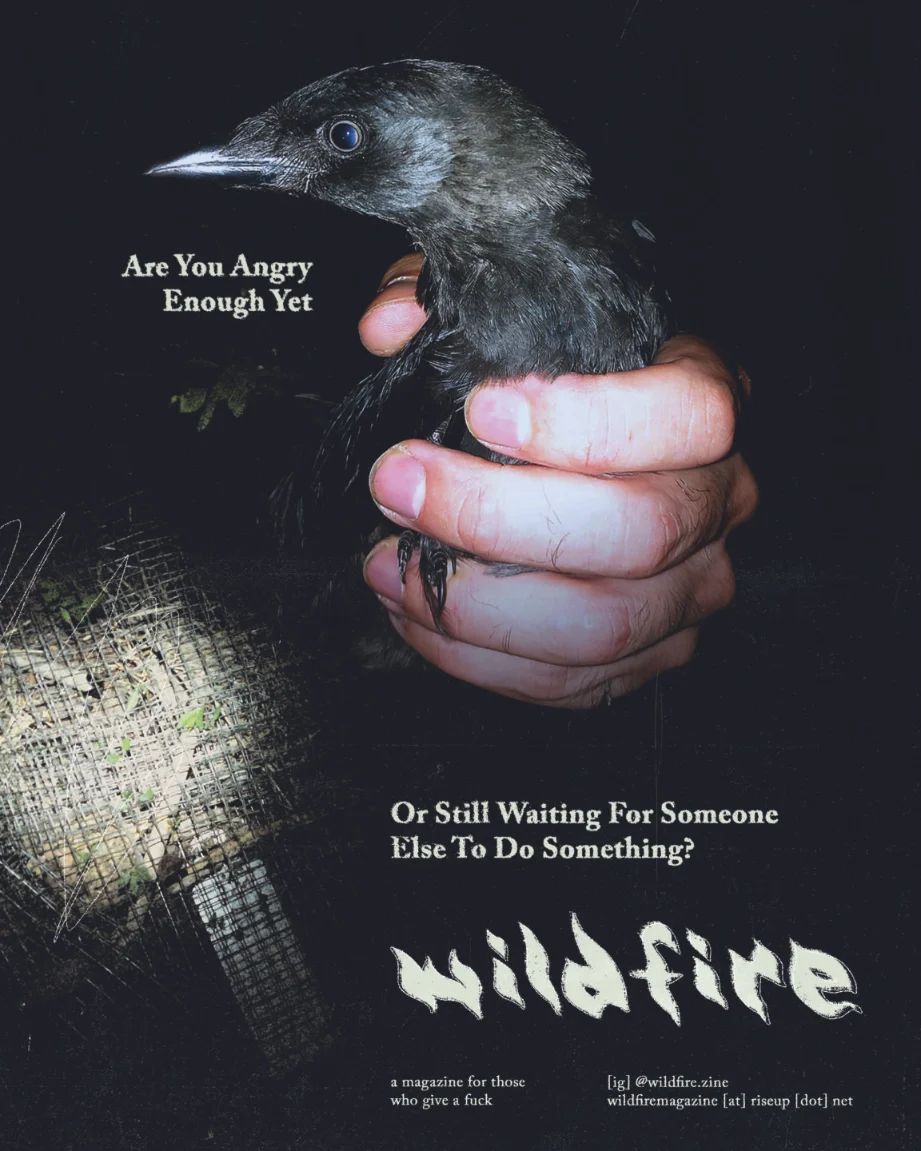 Wildfire Magazine | Firestorm Books